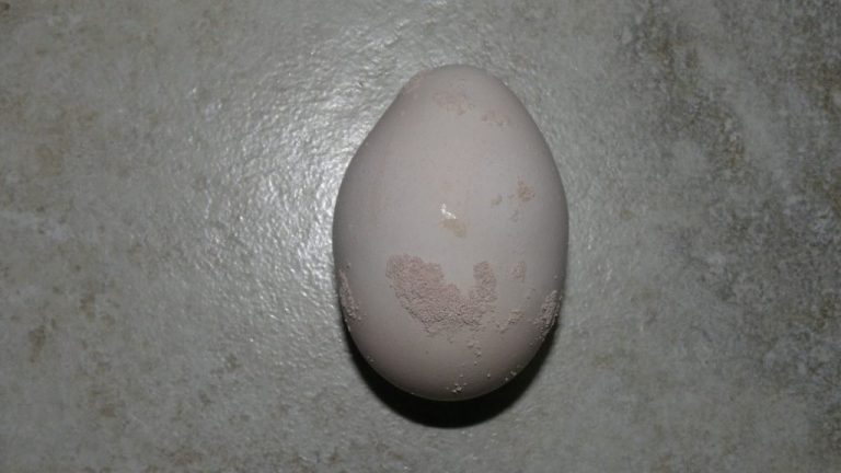 Abnormal Chicken Eggs - Backyard Poultry